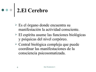 Estructura Del Ser Humano | PPT