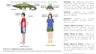 Estructura del sistema nervioso central.pptx