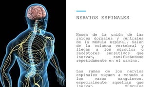 Estructura del sistema nervioso central.pptx