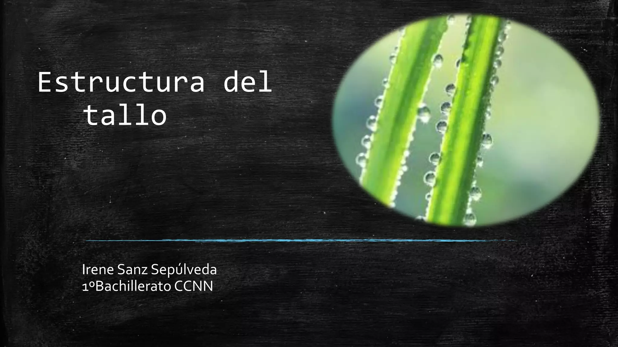 Estructura del tallo | PPT
