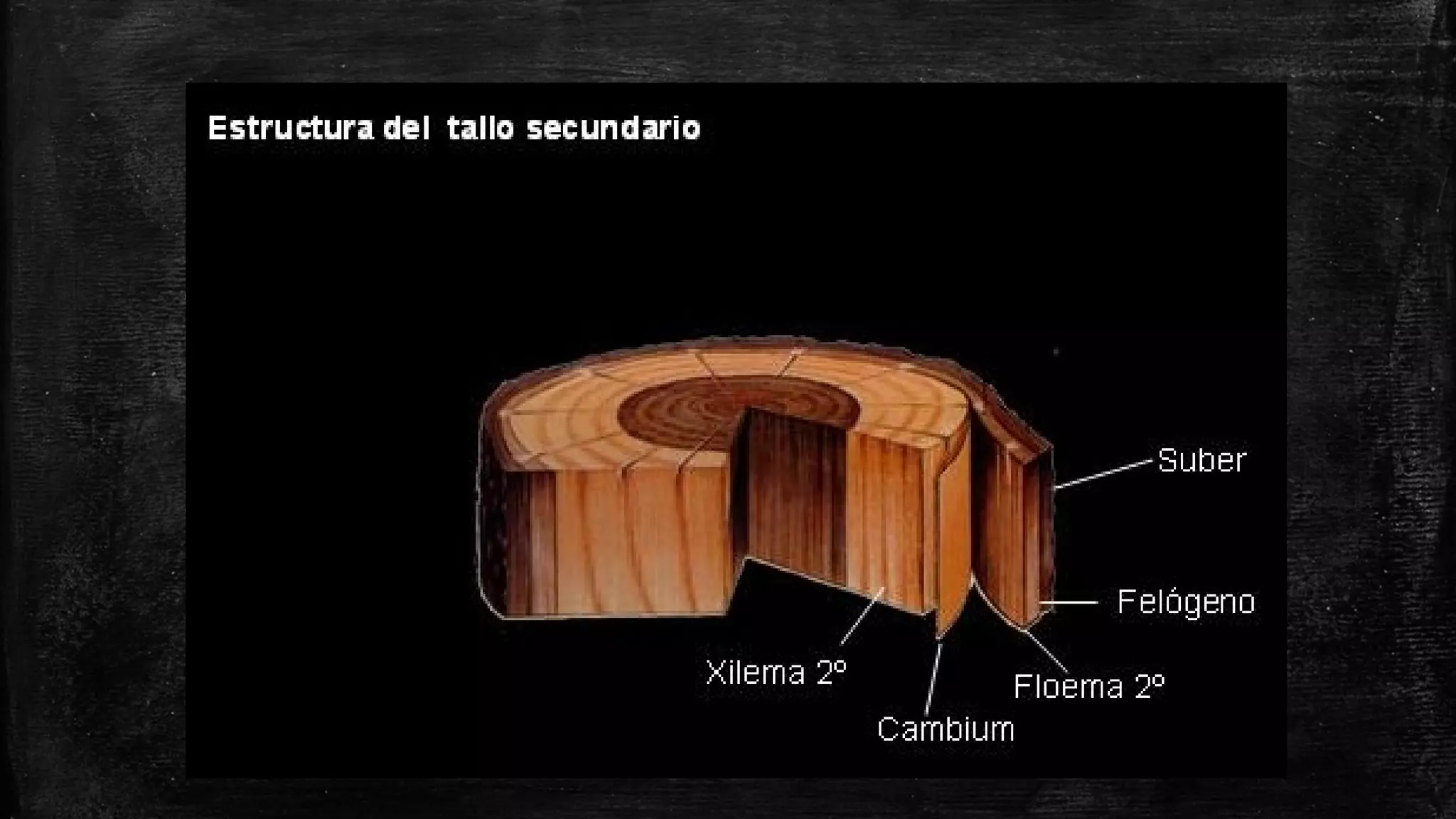 Estructura del tallo | PPT