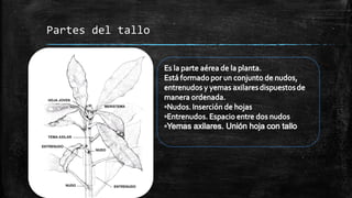 Estructura del tallo | PPT