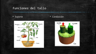 Estructura del tallo | PPT