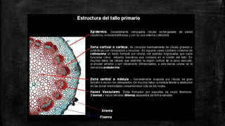 Estructura del tallo | PPT
