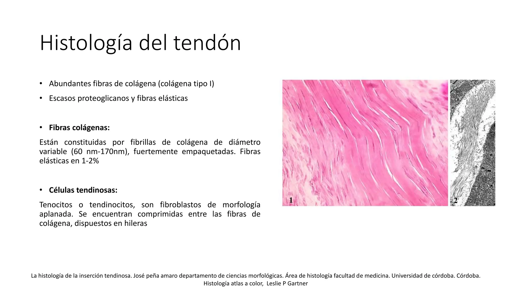 estructura del tendon1.pptx