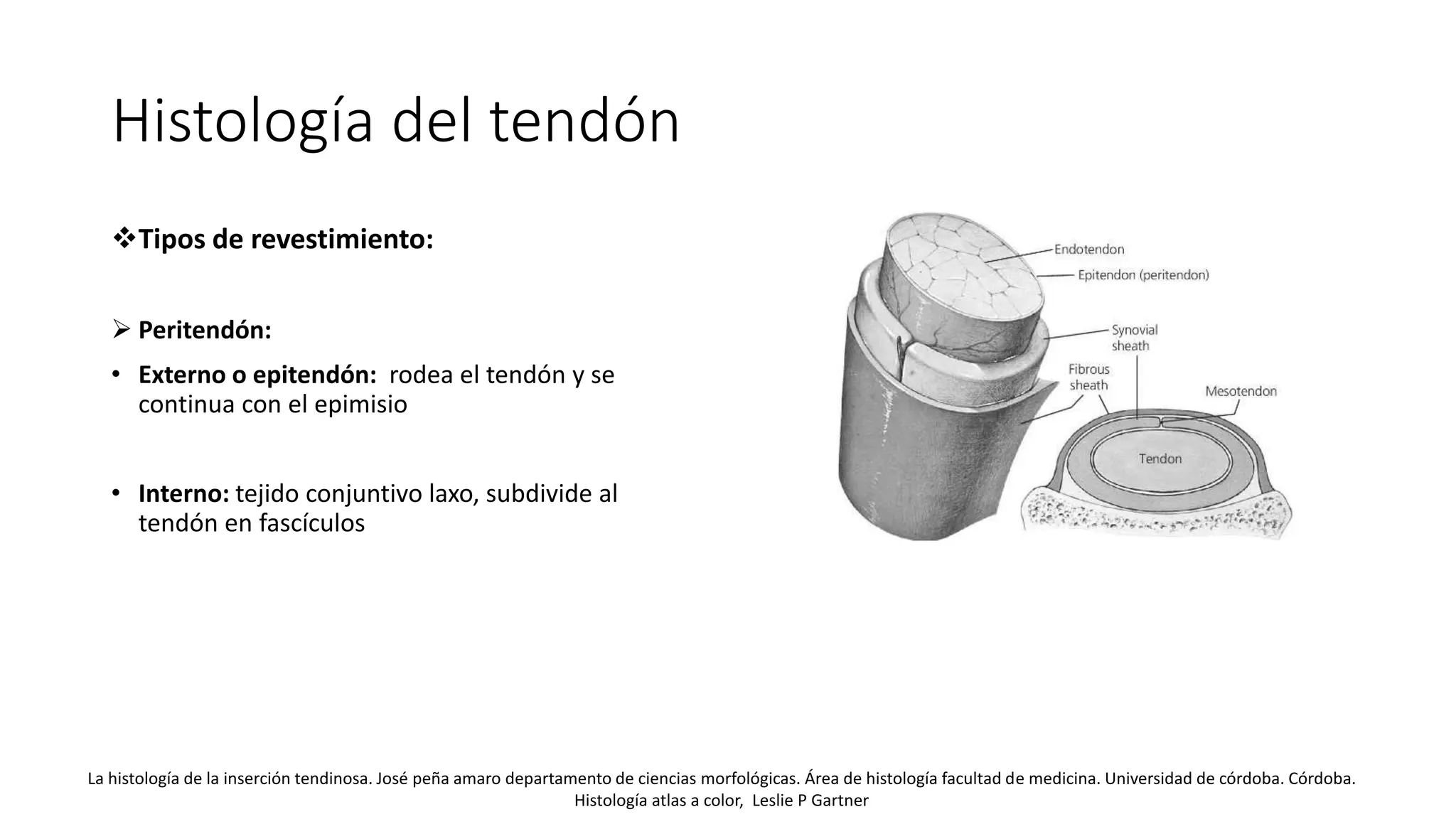 estructura del tendon1.pptx