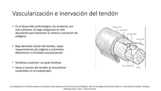 estructura del tendon1.pptx