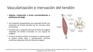 estructura del tendon1.pptx