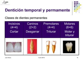 Estructura Dentaria | PPT