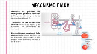 ESTRUCTURA ERITROCITARIA Y METABOLISMO DE LA HEMOGLOBIna.pdf