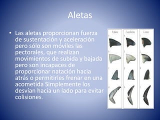 Estructura externa del tiburón | PPTX
