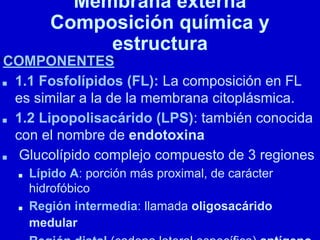 estructura general de las bacterias-microbiología básica | PDF