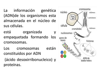 Estructura Genética de los Organismos | PPTX