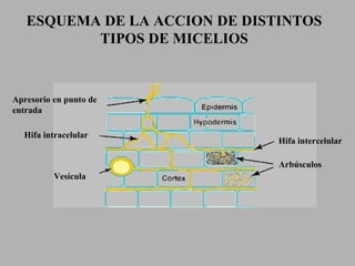 Estructura hongos | PPT