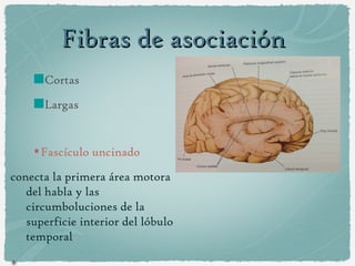 Estructura interna de los hemisferios cerebrales | PPT