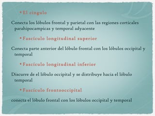 Estructura interna de los hemisferios cerebrales | PPT