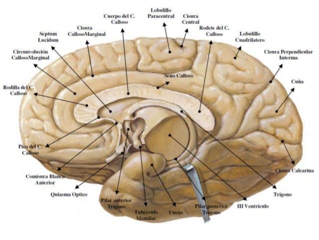 Estructura interna del cerebro