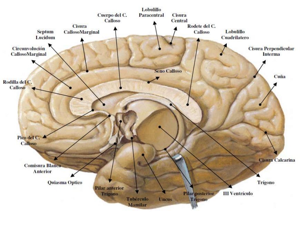 Estructura interna del cerebro