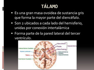 Estructura interna de los hemisferios cerebrales | PPTX