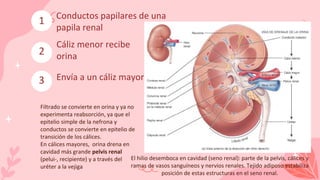 Estructura interna de riñones .pdf
