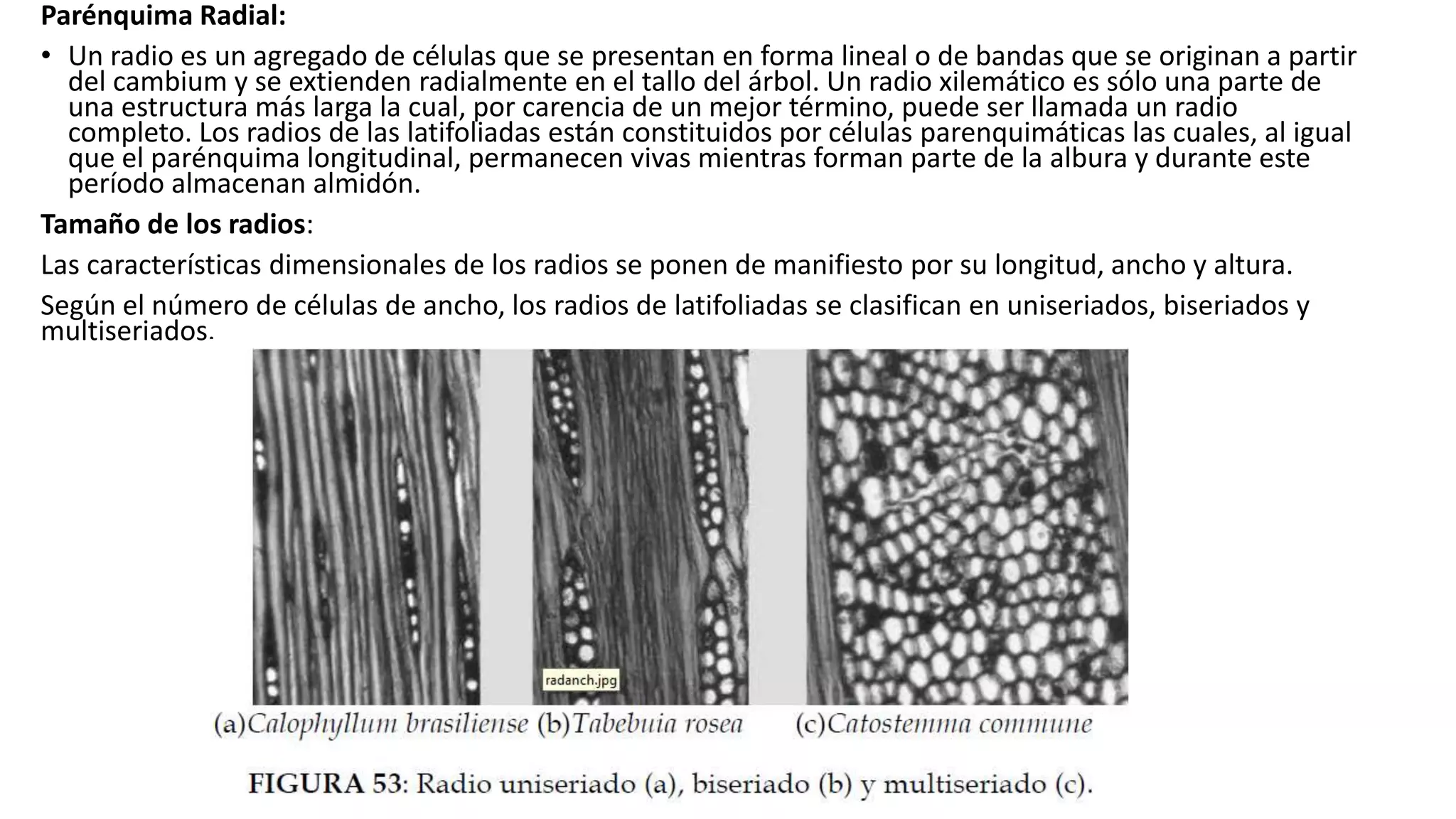 Estructura microscopica de latifoliadas | PPTX