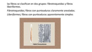 Estructura microscopica de latifoliadas | PPTX
