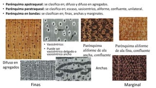 Estructura microscopica de latifoliadas | PPTX