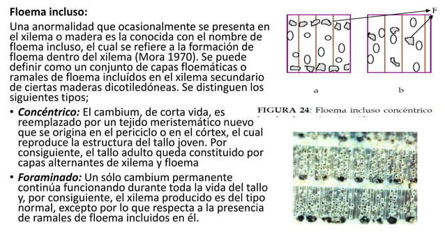 Estructura microscopica de latifoliadas | PPTX