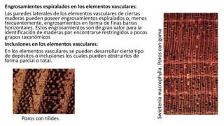 Estructura microscopica de latifoliadas | PPTX