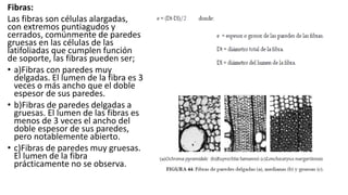 Estructura microscopica de latifoliadas | PPTX