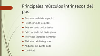 Estructura Muscular Del Pie.pptx