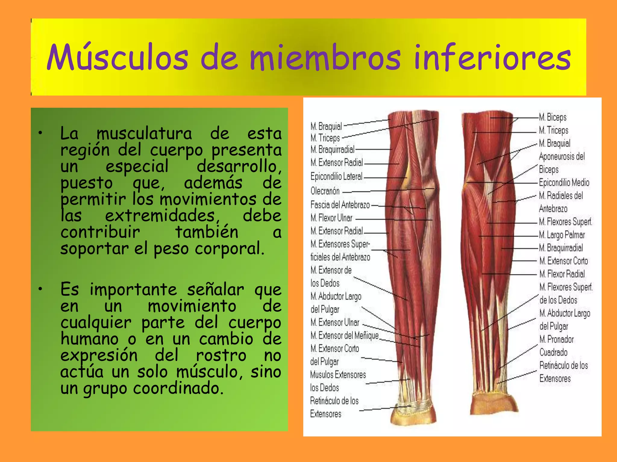 Estructura muscular de miembros inferiores | PPTX