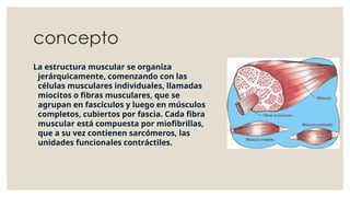 Estructura muscular Tema 7.pptx fisioterapia | PPTX