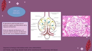 Estructura normal del glomérulo Nefrologia nefropatología.pptx
