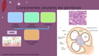 Estructura normal del glomérulo Nefrologia nefropatología.pptx