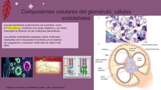 Estructura normal del glomérulo Nefrologia nefropatología.pptx