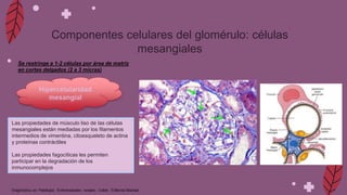 Estructura normal del glomérulo Nefrologia nefropatología.pptx