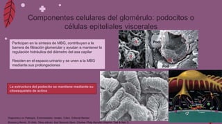 Estructura normal del glomérulo Nefrologia nefropatología.pptx