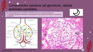 Estructura normal del glomérulo Nefrologia nefropatología.pptx