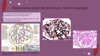 Estructura normal del glomérulo Nefrologia nefropatología.pptx