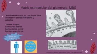 Estructura normal del glomérulo Nefrologia nefropatología.pptx