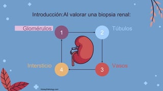 Estructura normal del glomérulo Nefrologia nefropatología.pptx