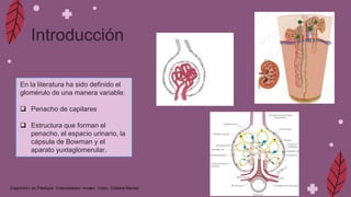 Estructura normal del glomérulo Nefrologia nefropatología.pptx