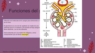 Estructura normal del glomérulo Nefrologia nefropatología.pptx