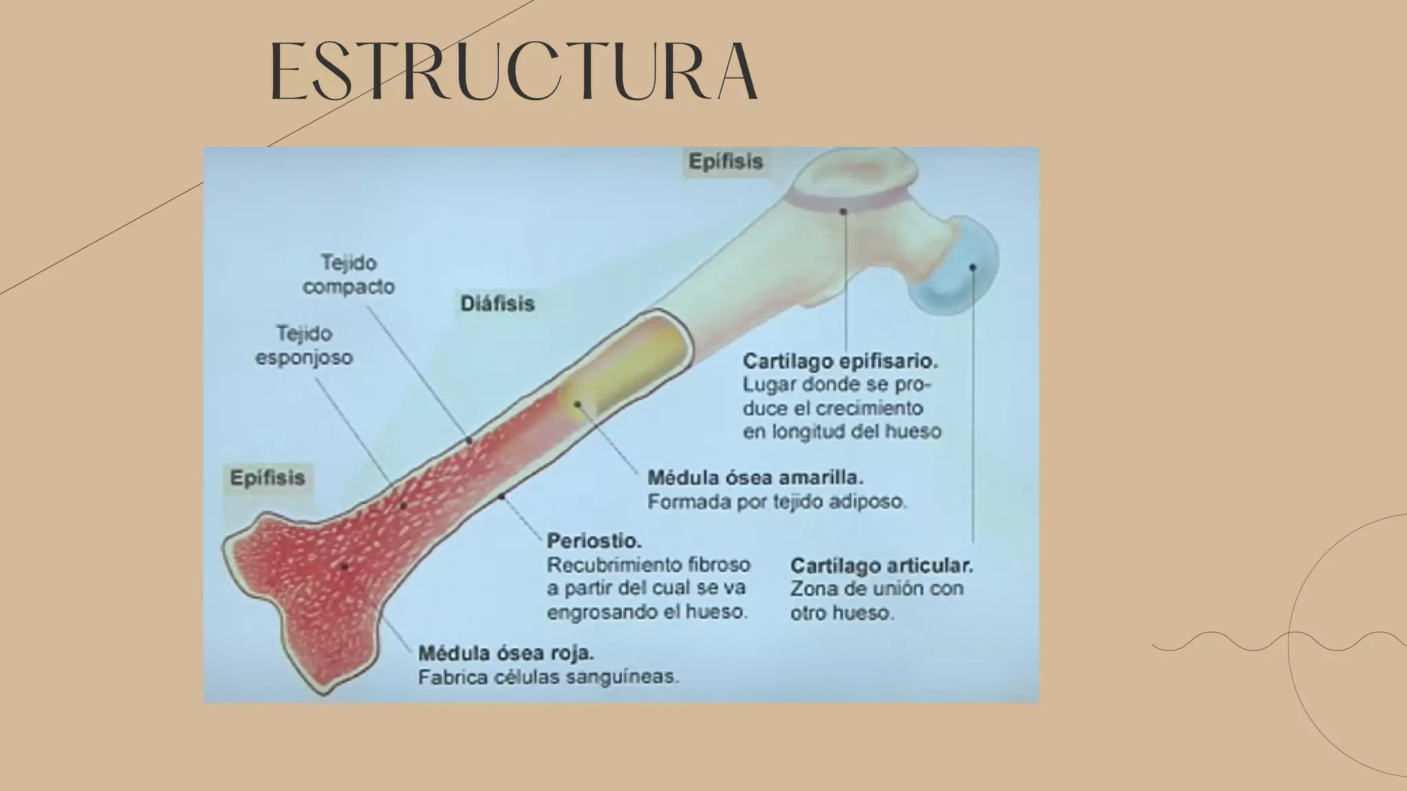 Estructura Osea y composición.pdf