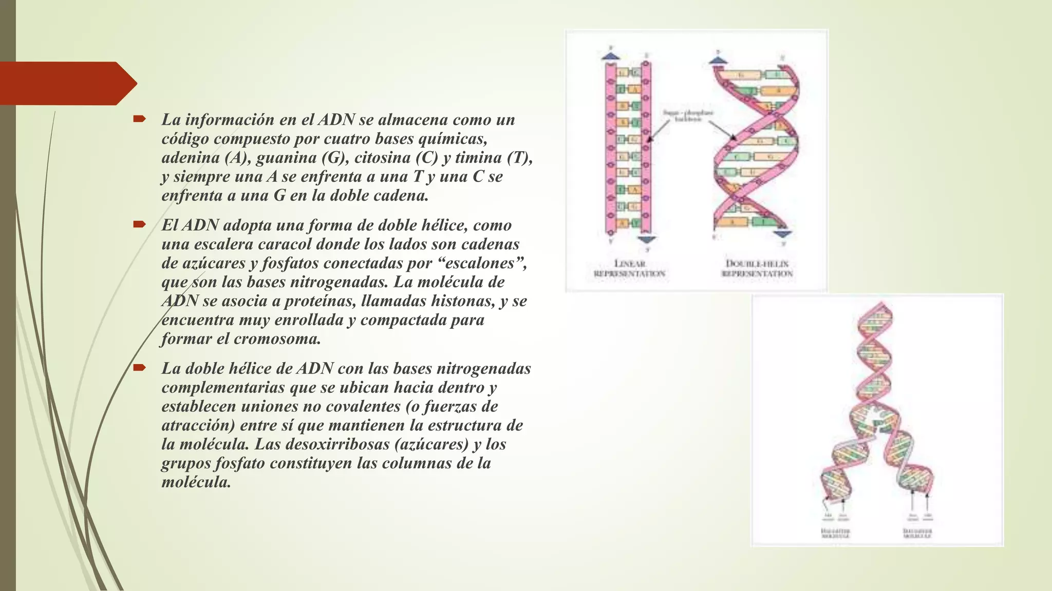 Estructura química del ADN.pptx | Genetics | Science