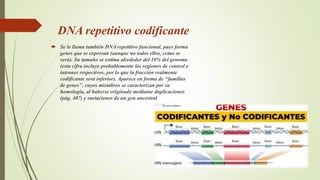 Estructura química del ADN.pptx