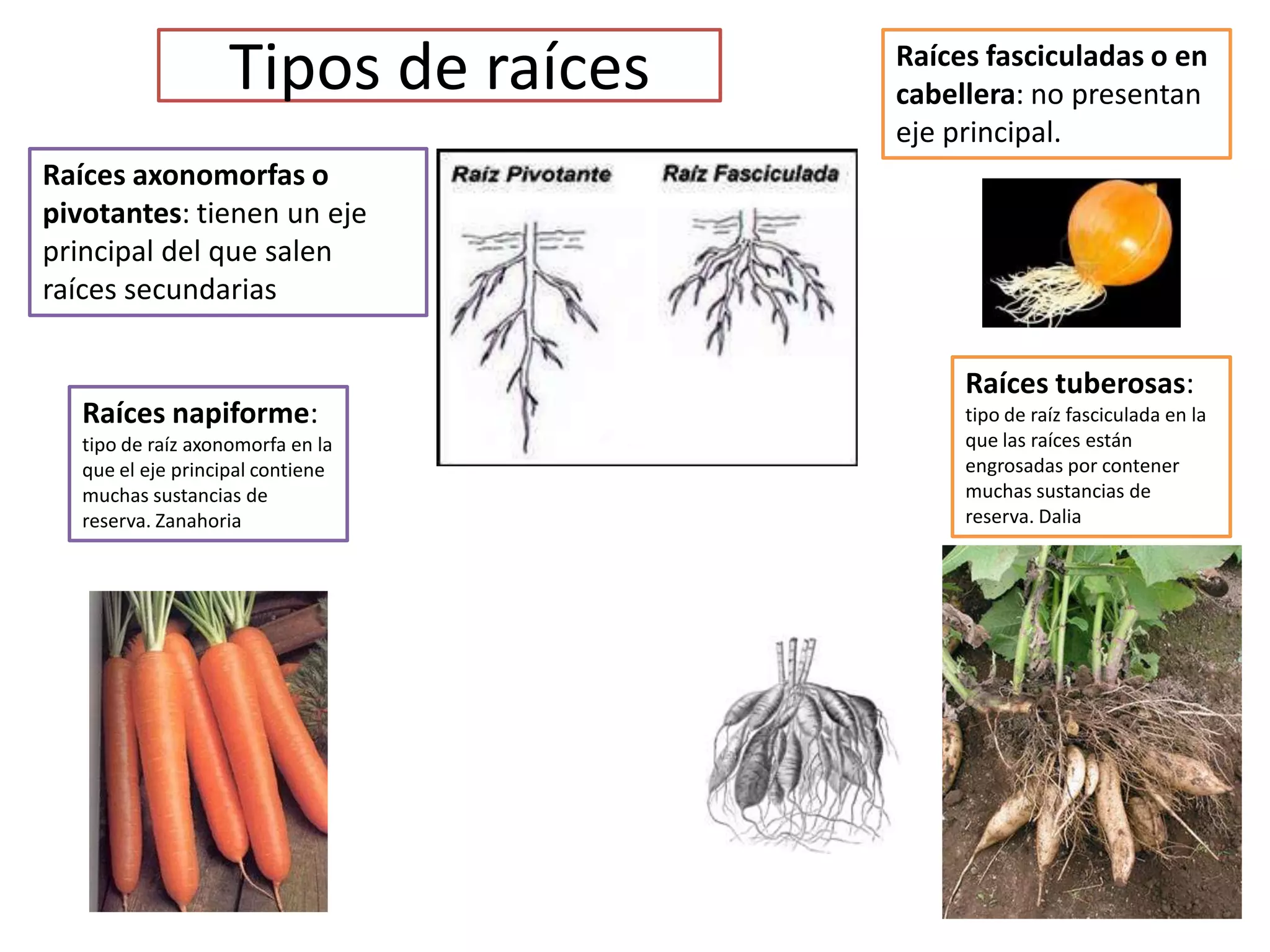 Estructuras vegetativas-plantas-con-flor | PPTX