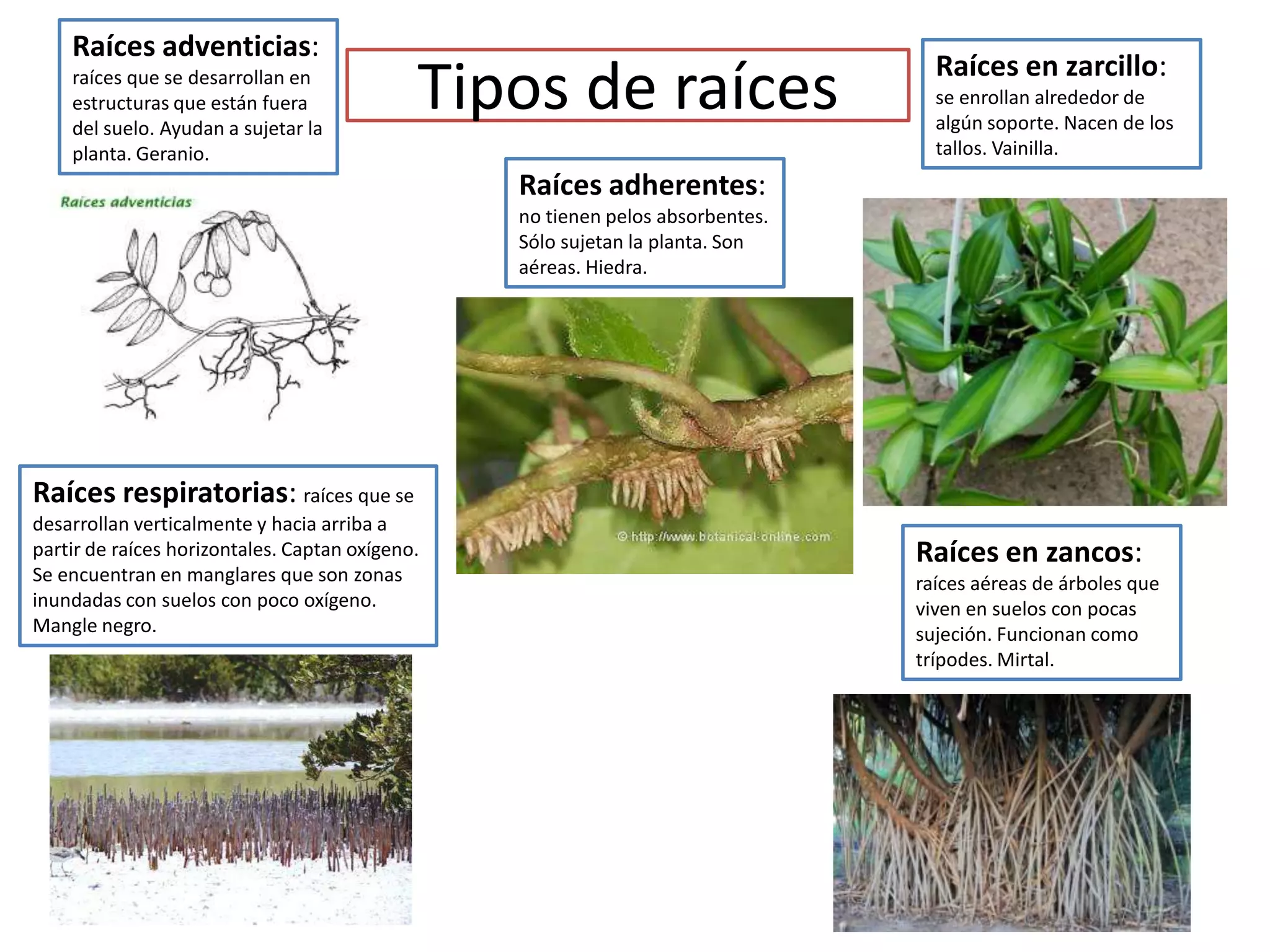 Estructuras vegetativas-plantas-con-flor | PPTX