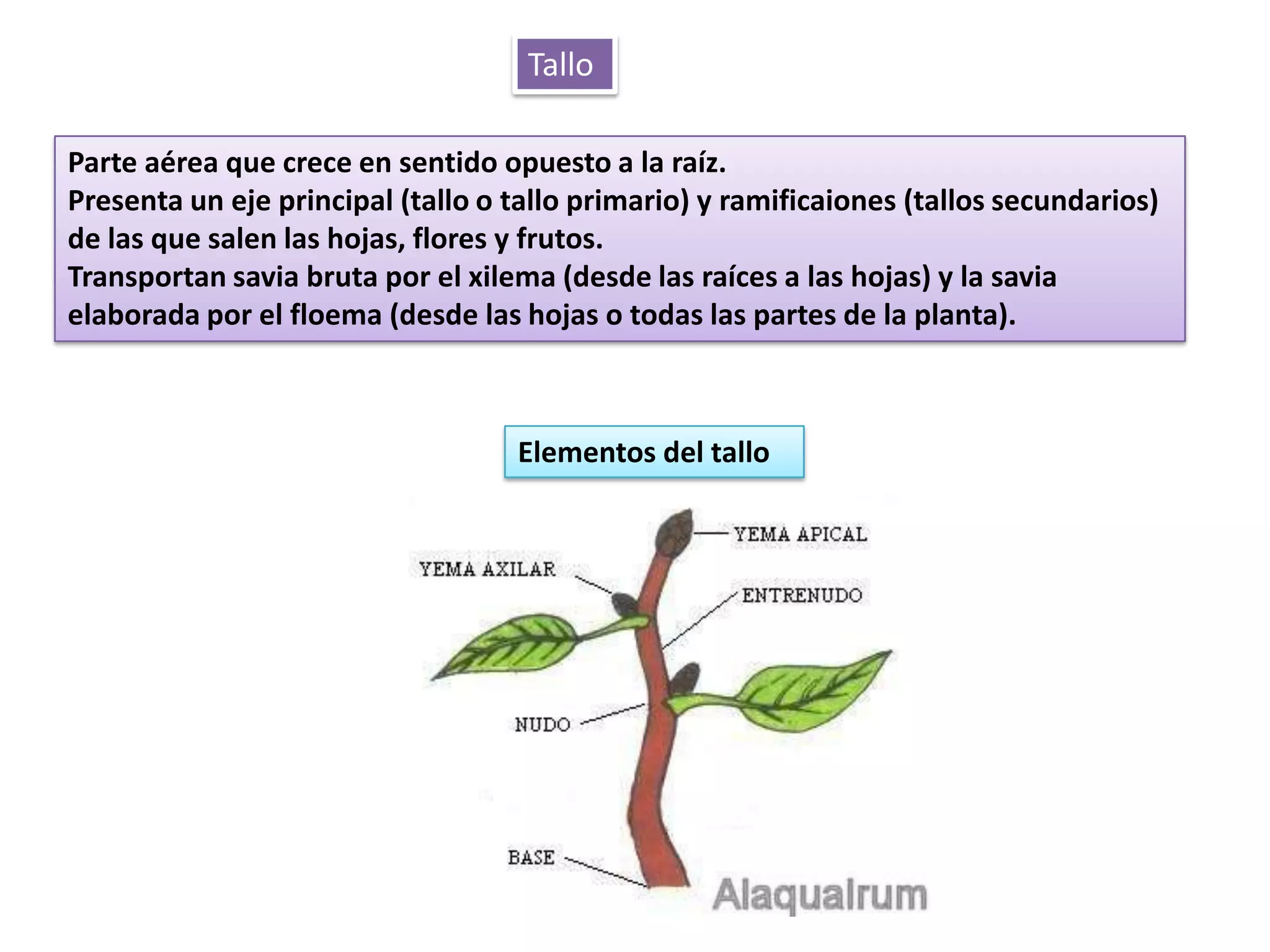 Estructuras vegetativas-plantas-con-flor | PPTX